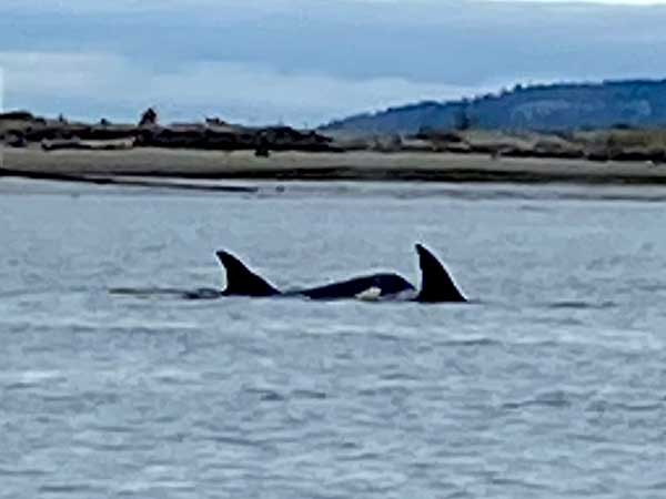 Creatures of Puget Sound